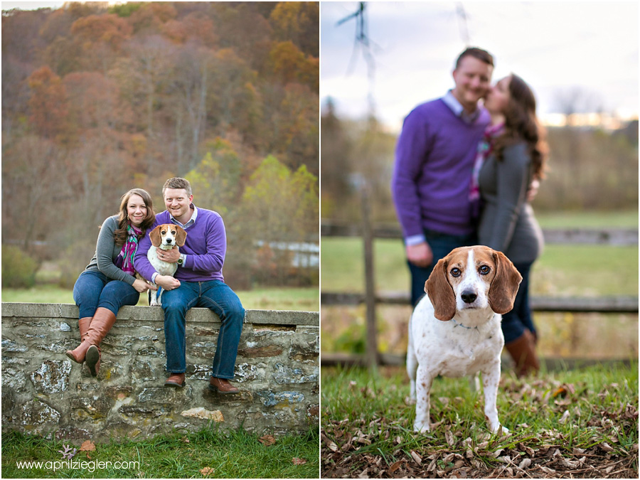 philadelphia pet photography | jack, a beagle - Philadelphia Portrait ...