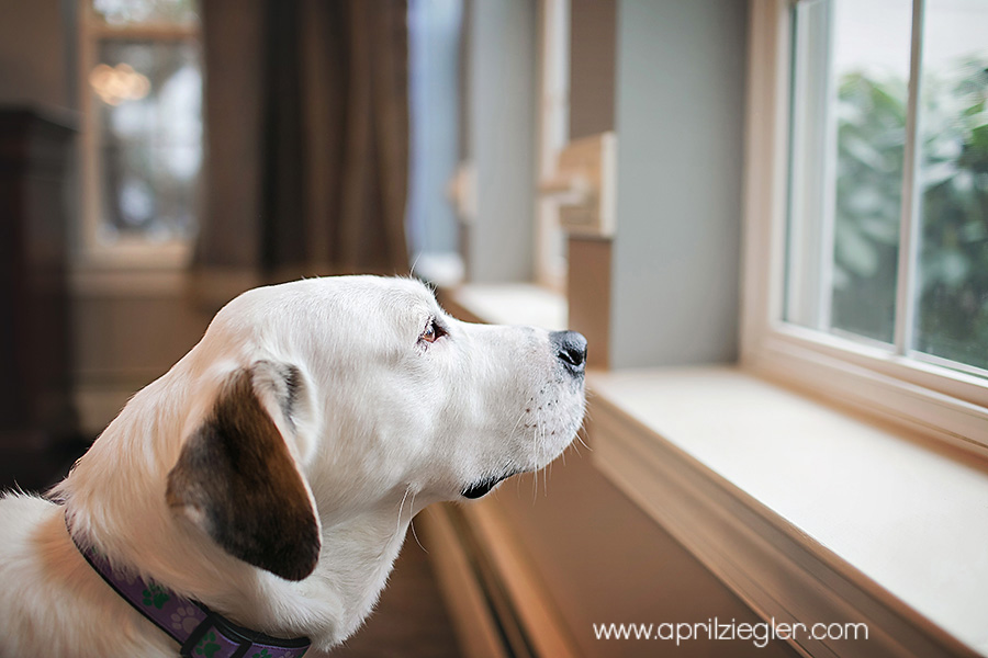 Philadelphia Portrait & Pet Photographer | April Ziegler Photography ...